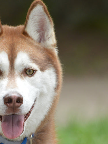 Human Grade Dog Food – Din Din 4 Dogs